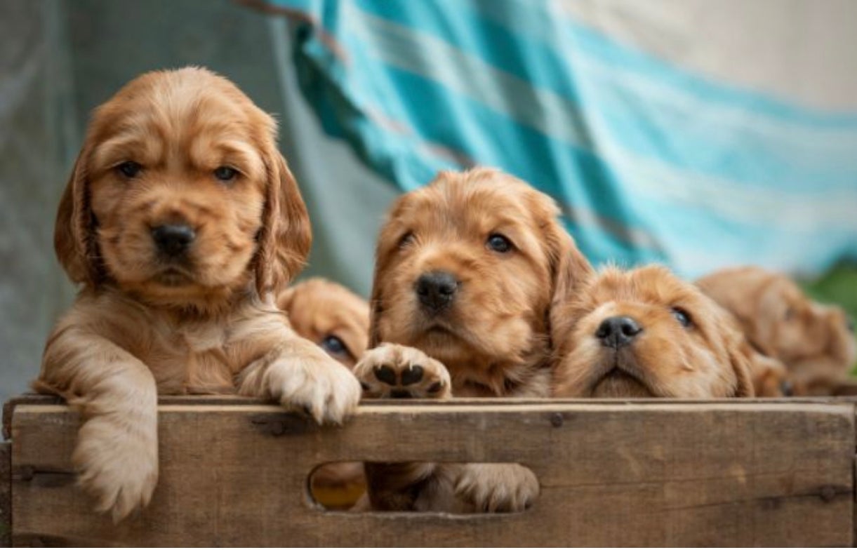 Kennel club cocker spaniel puppies store